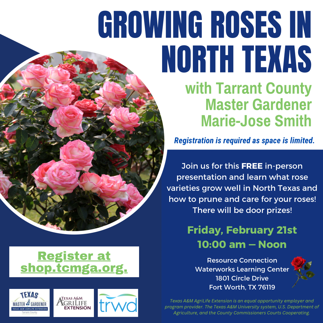 Tarrant County — Growing Roses in North Texas - Texas Master Gardener Program