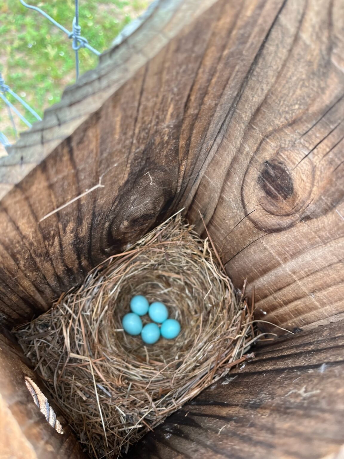 Bluebird Eggs at Sens Center Demo Garden - Bluebonnet Master Gardener ...