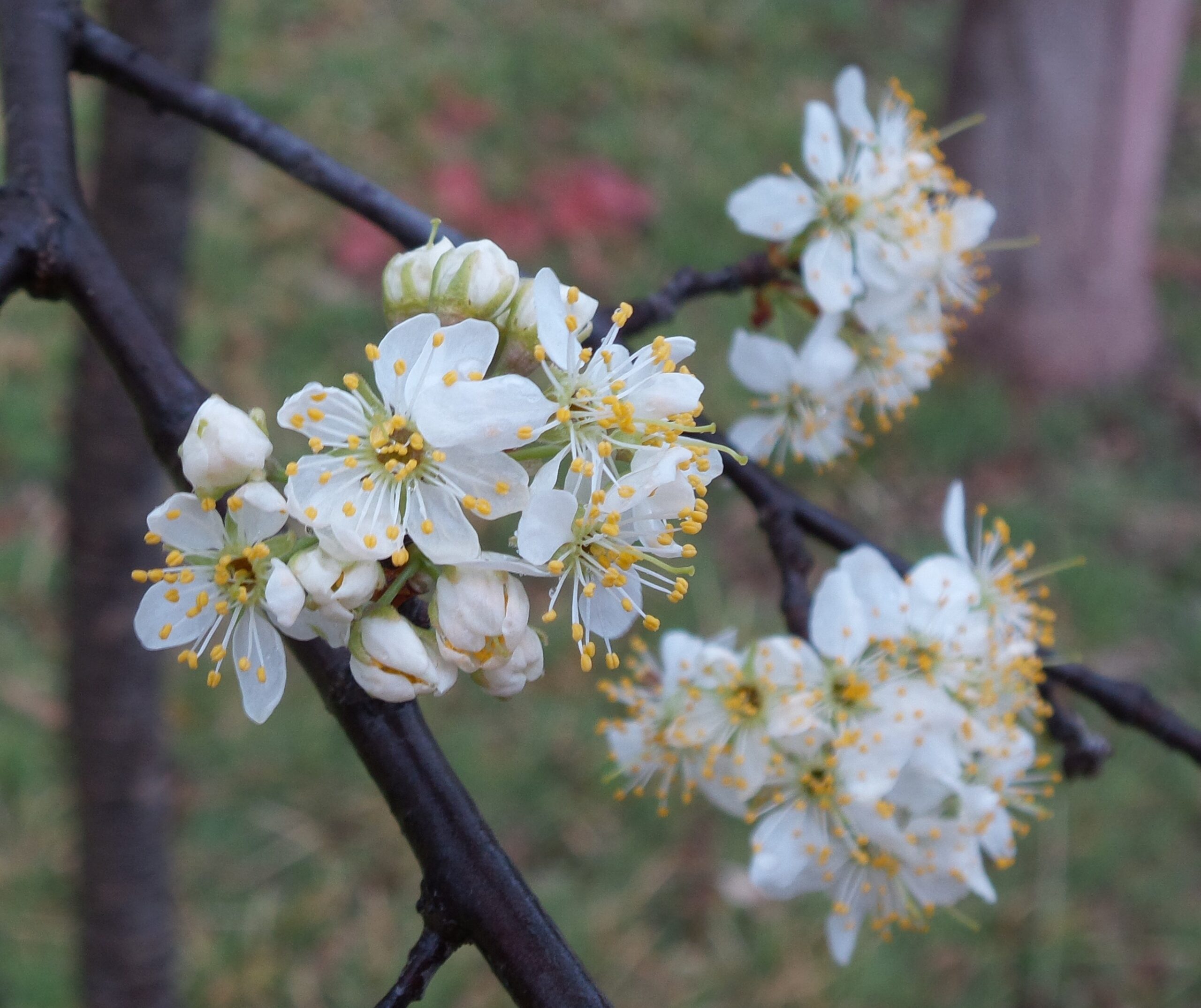 Native Flowering Trees: Mexican Plum and Redbud - Brazos County Master ...