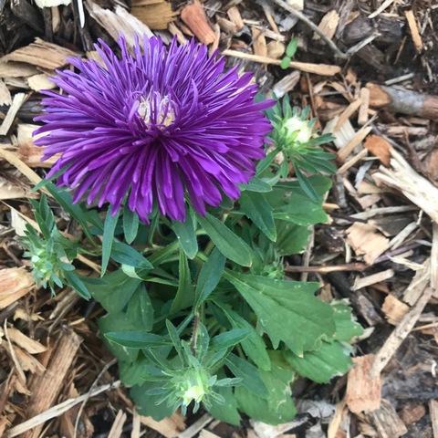 Aster, Starlight Mix - Cypress Basin Master Gardeners Association