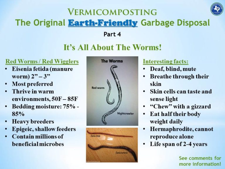 What Is Vermicomposting and How Is It Done - A Vermicomposting Poster ...