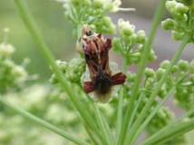 Jagged Ambush Bug - Galveston County Master Gardeners