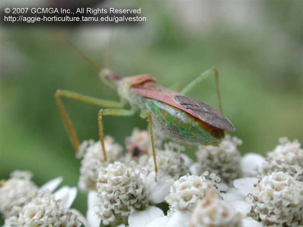 Leafhopper Assassin Bug - Galveston County Master Gardeners