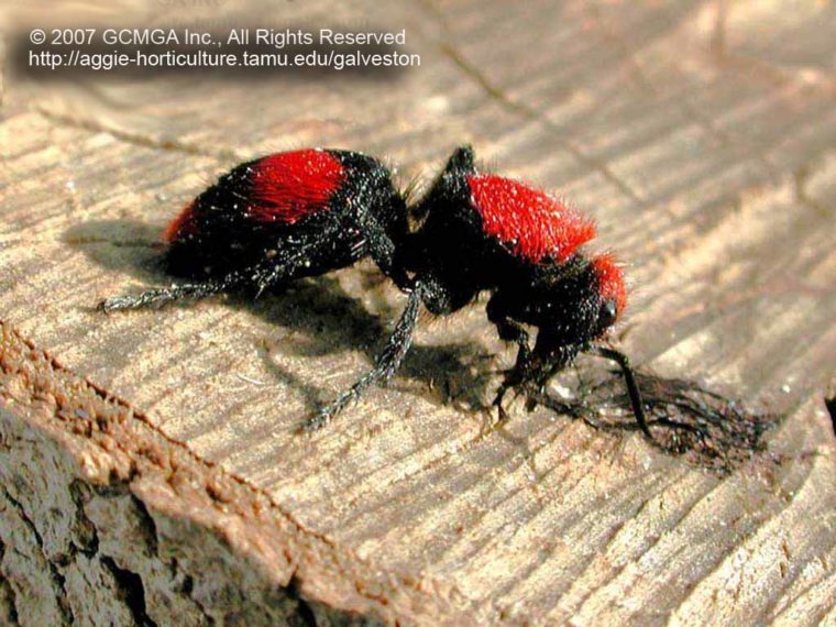 Scientific Names - Galveston County Master Gardeners