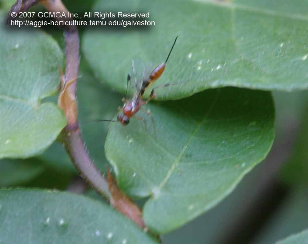 Ichneumonid Wasps: An Overview - Galveston County Master Gardeners