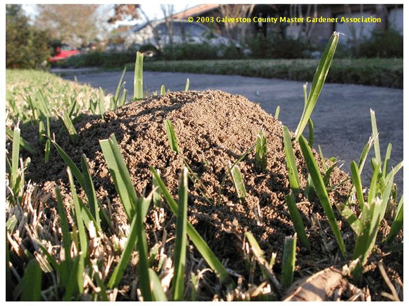 Red Imported Fire Ant