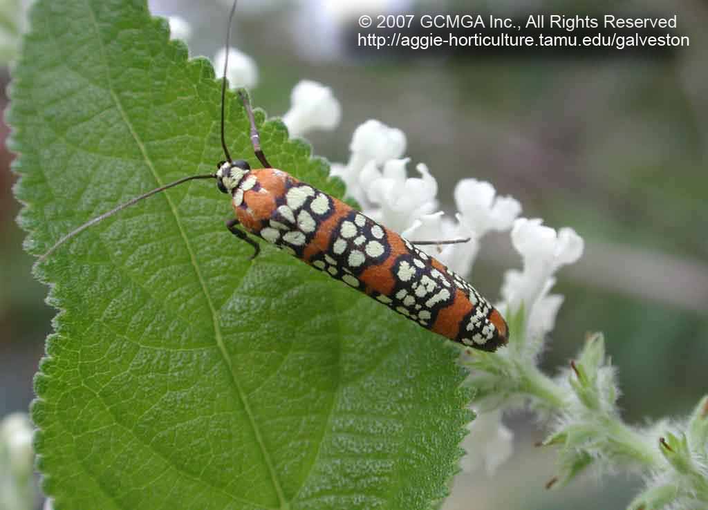 The Pollinators: Moths - Galveston County Master Gardeners
