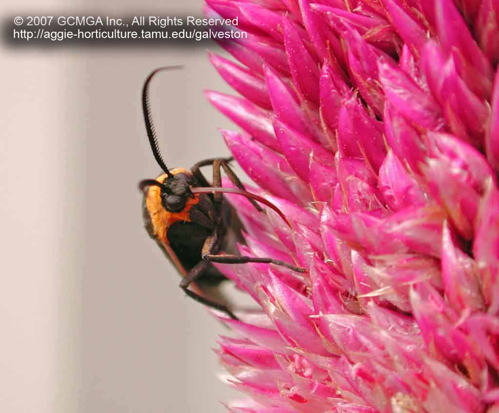 The Pollinators: Moths - Galveston County Master Gardeners