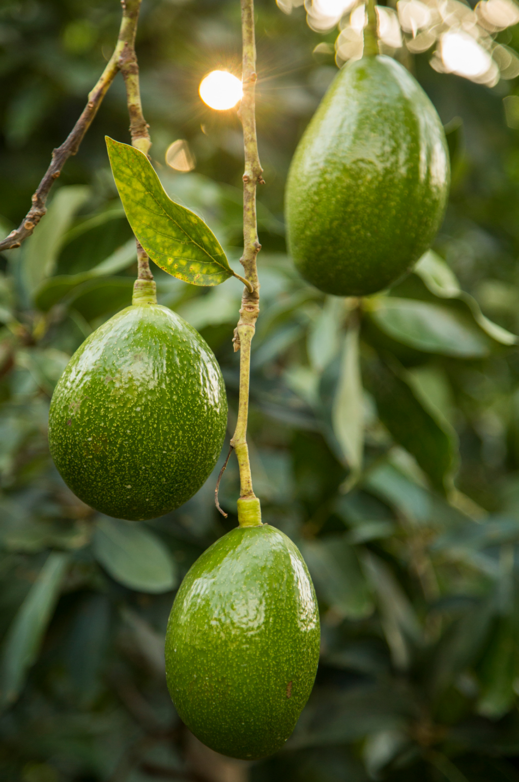 Urban Orchard Series: Growing Avocados - Galveston County Master Gardeners