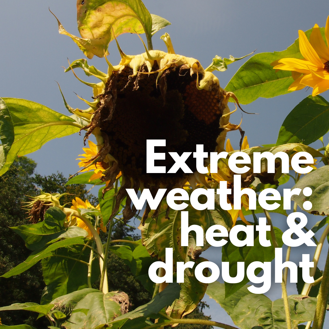Urban Dirt: Extreme Weather: Heat & Drought - Harris County Master ...