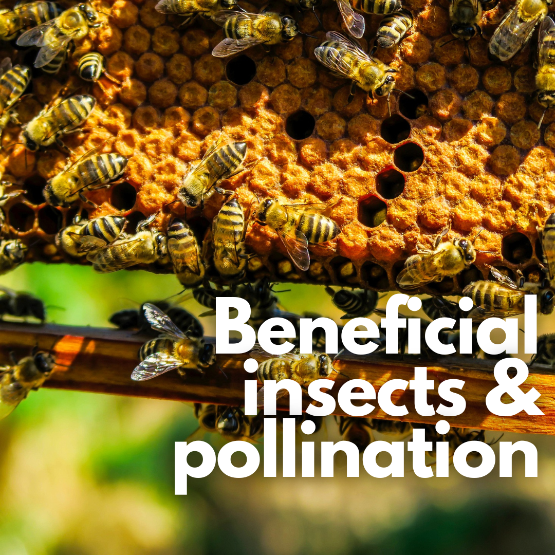 Urban Dirt: Beneficial Insects & Pollination - Harris County Master ...