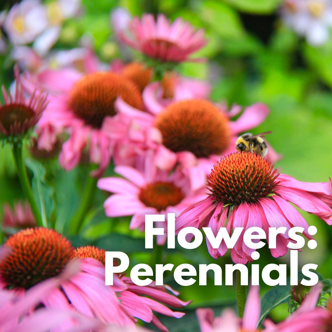 Urban Dirt: Flowers: Perennials - Harris County Master Gardeners