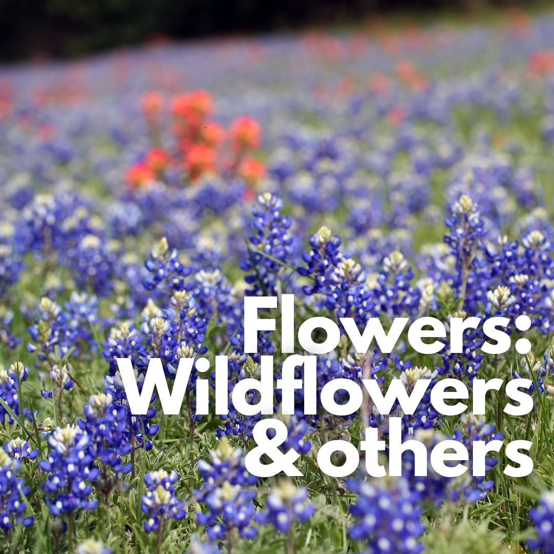 Urban Dirt: Flowers: Wildflowers & Others - Harris County Master Gardeners
