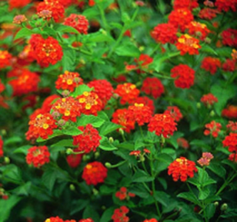 Lantana ‘Dallas Red’