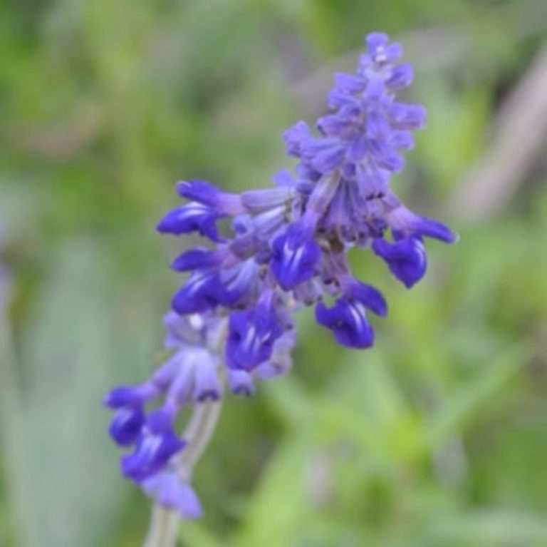 Sage Blue - Texas Native