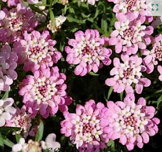 Candytuft ‘Pink Ice’