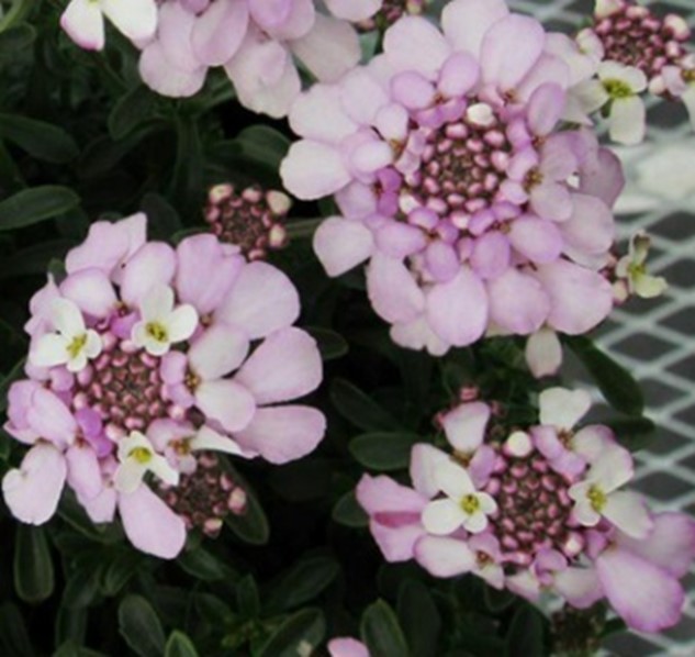 Candytuft ‘Pink Ice’