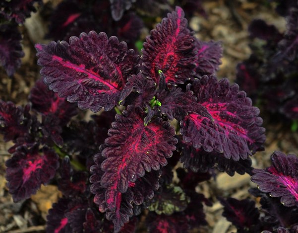 Coleus ‘Black Dragon’