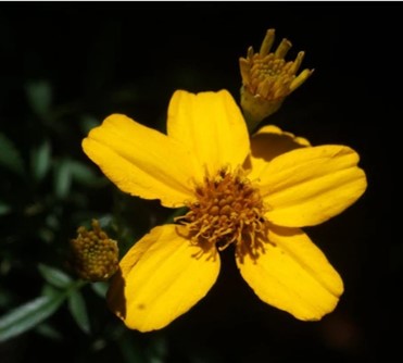 Copper Canyon Daisy