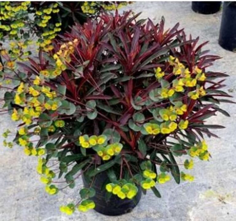 Euphorbia 'Miner's Merlot'