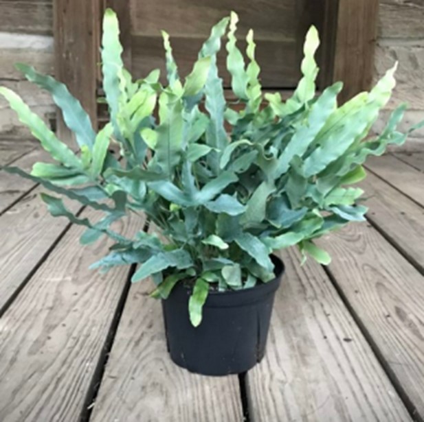 Fern ‘Blue Star’