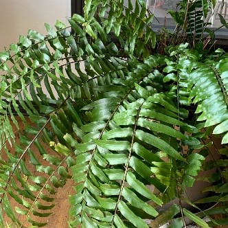 Fern Macho