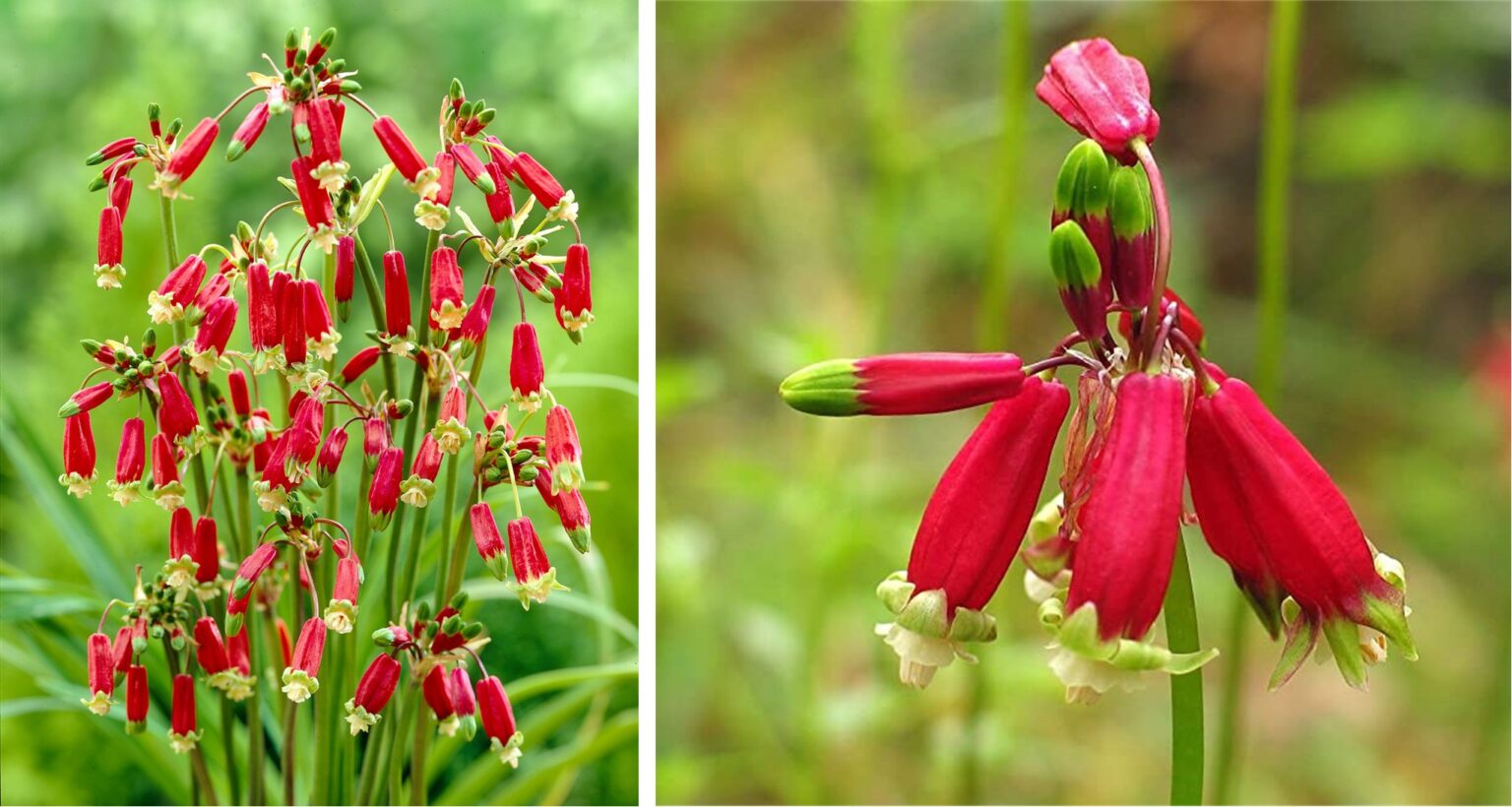 Firecracker Flower - Red