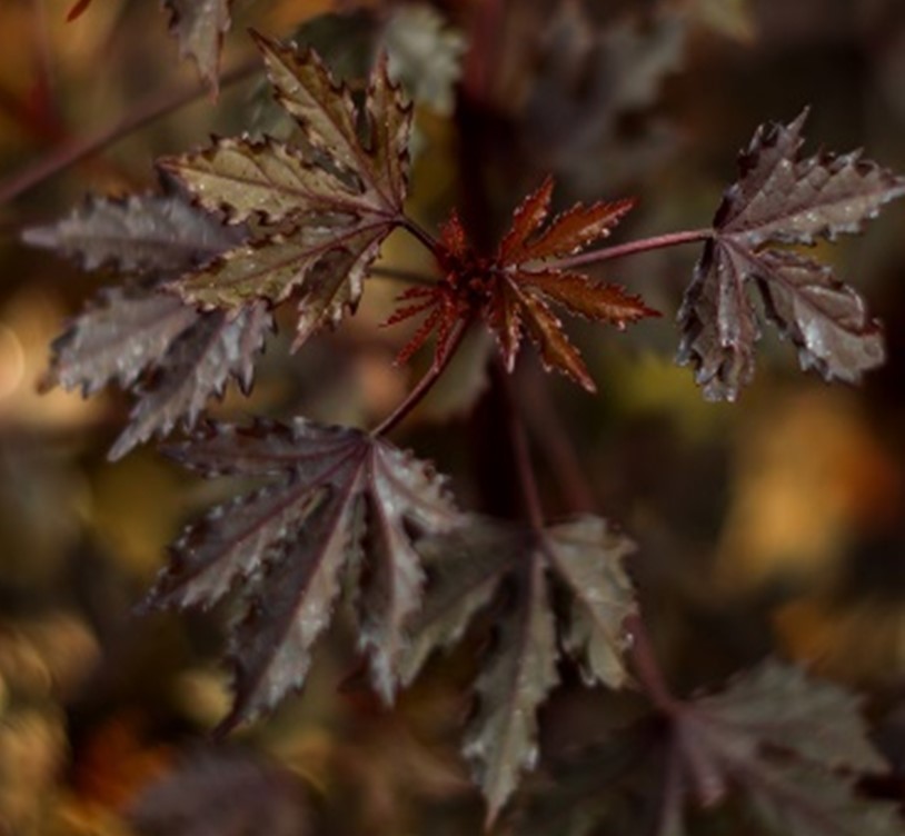 Hibiscus ‘Mahogany Splendor’