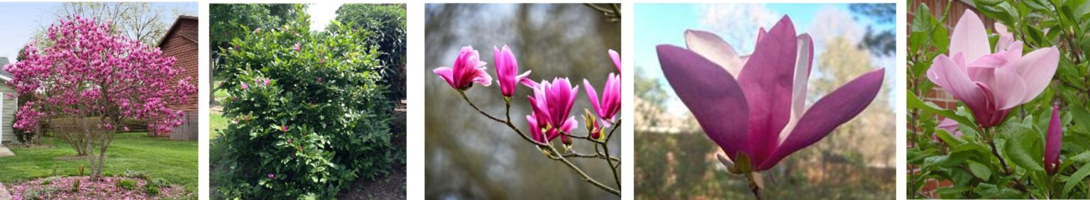 Magnolia ‘Jane’