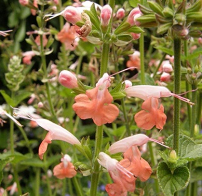 Salvia ‘Coral Nymph’
