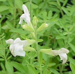Salvia Greggii ‘White’