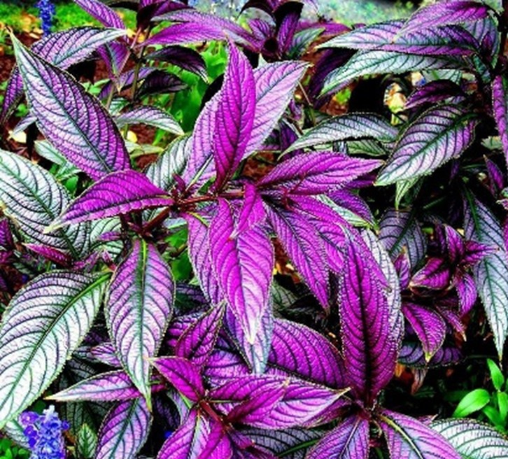 Strobilanthes ‘Persian Shield’