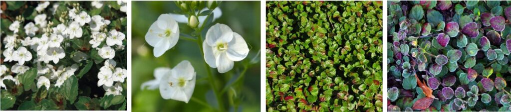 Veronica ‘Whitewater’
