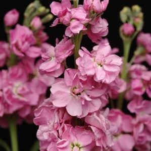 Stock ‘Katz Pink’