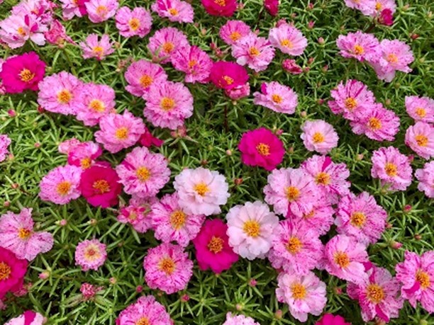 Portulaca Happy Hour™ Peppermint