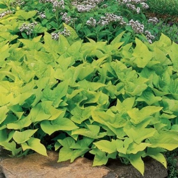 Sweet Potato Vine Marquerite