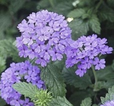 Verbena ‘Blue Princess’