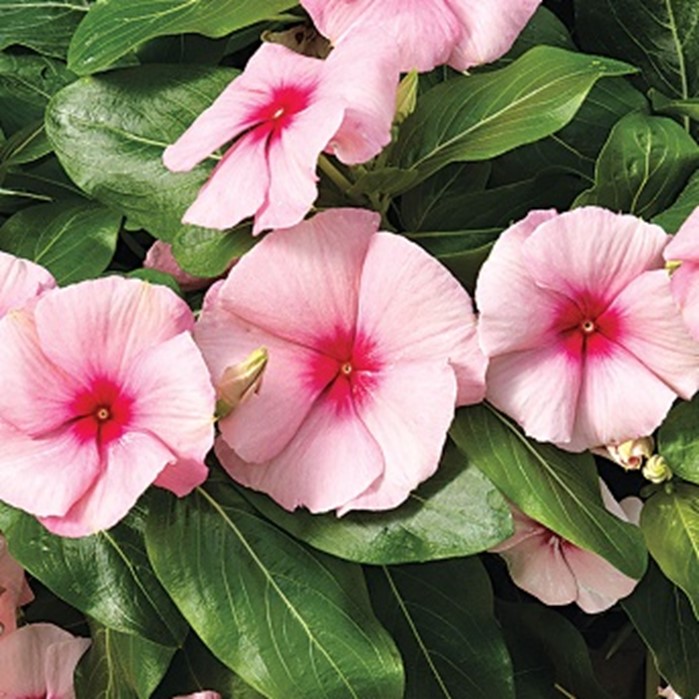 Vinca Cora® Cascade RFP - Strawberry