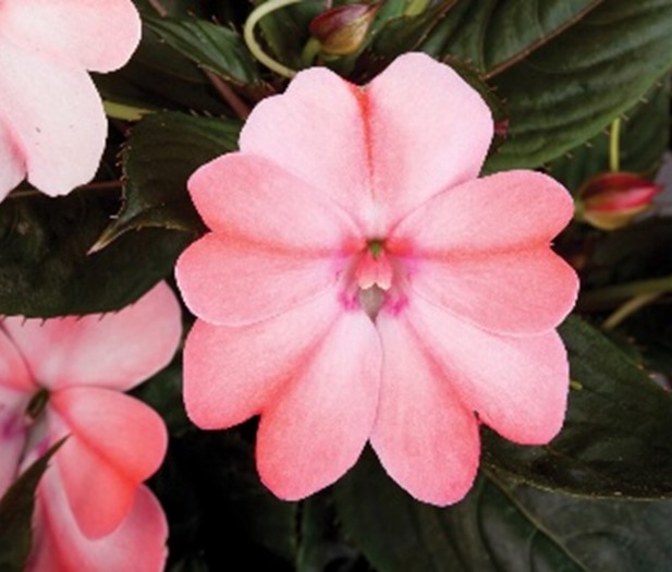 SunPatiens® Compact Coral Pink