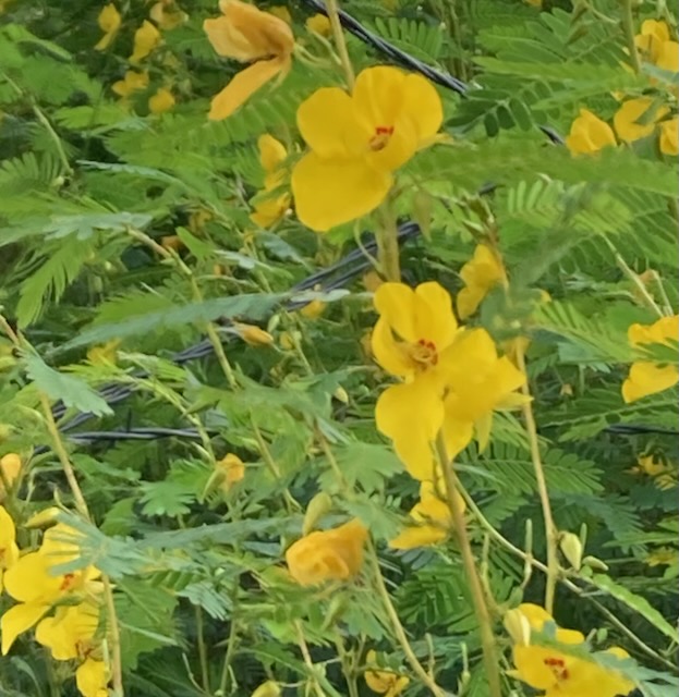 Partridge Pea - HCMGA