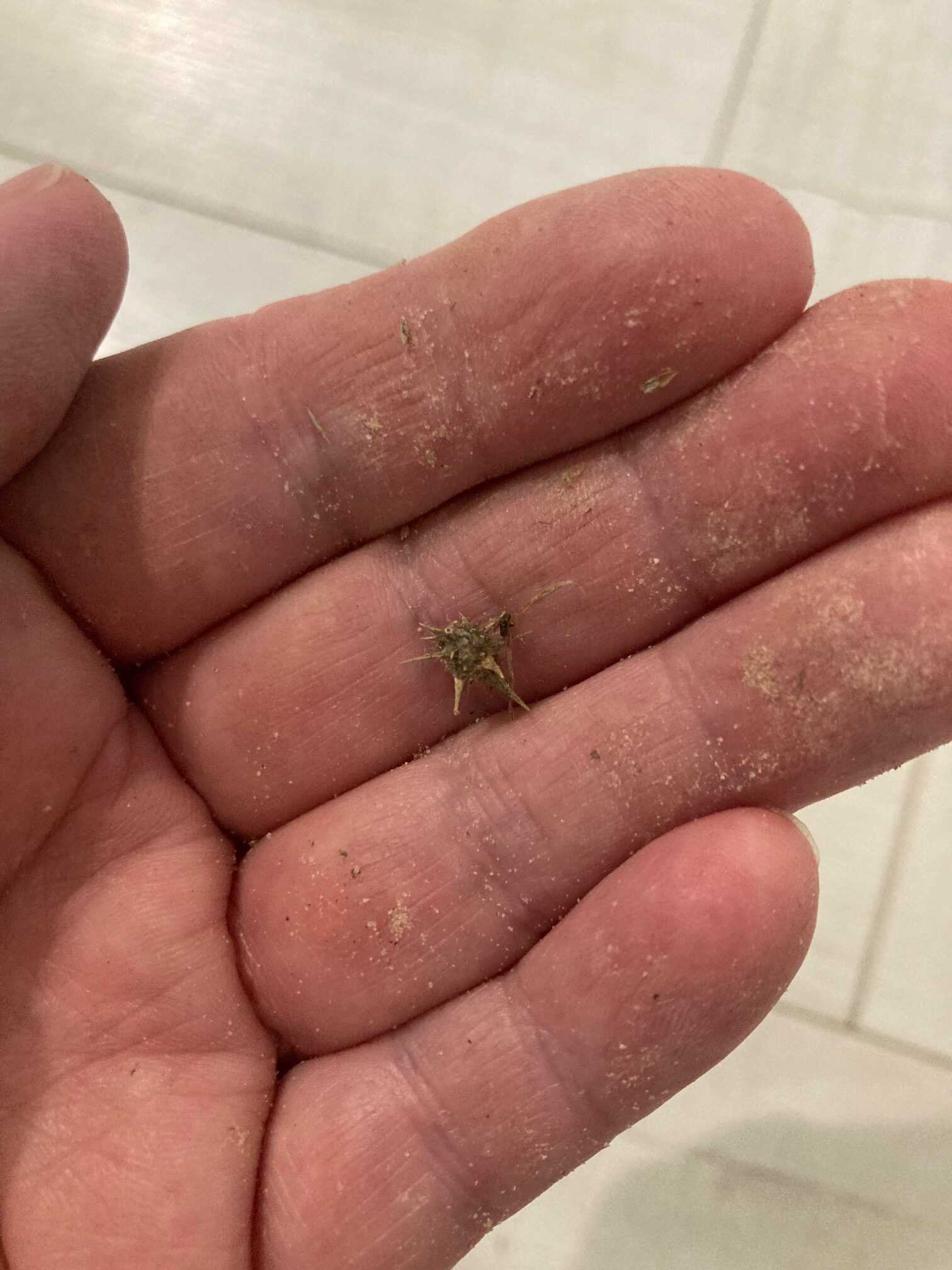 Burr-Baby It's Prickly Outside - HCMGA