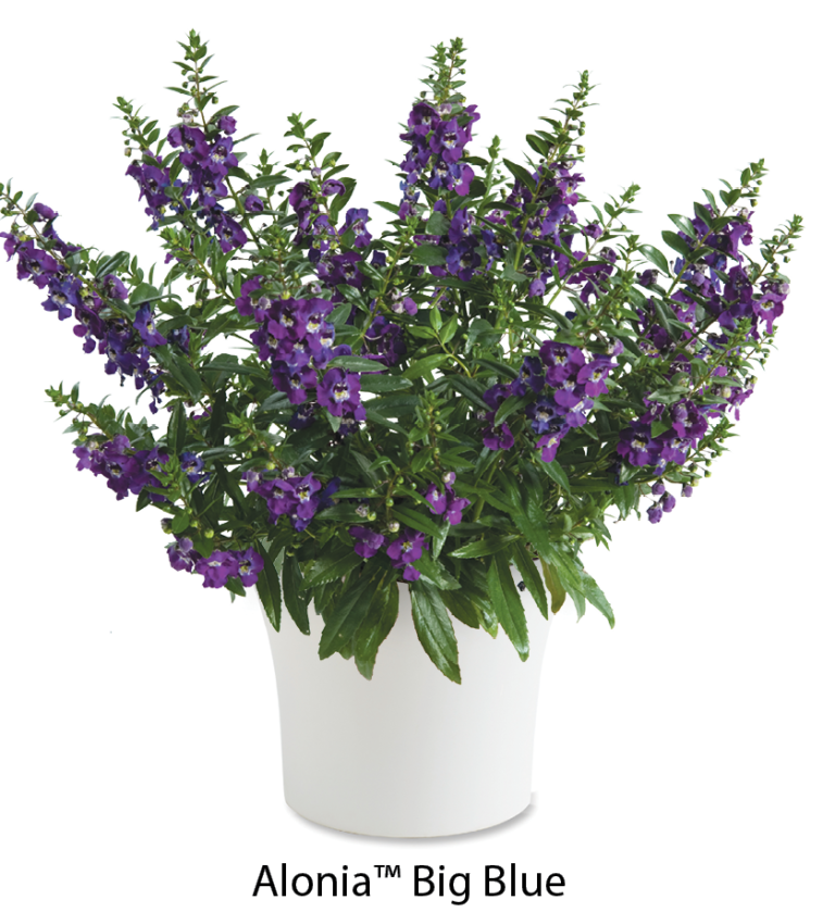 Alonia™ Angelonia Big Blue (Summer Snapdragon)