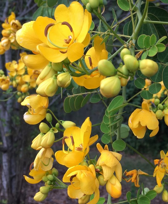Cassia Tree