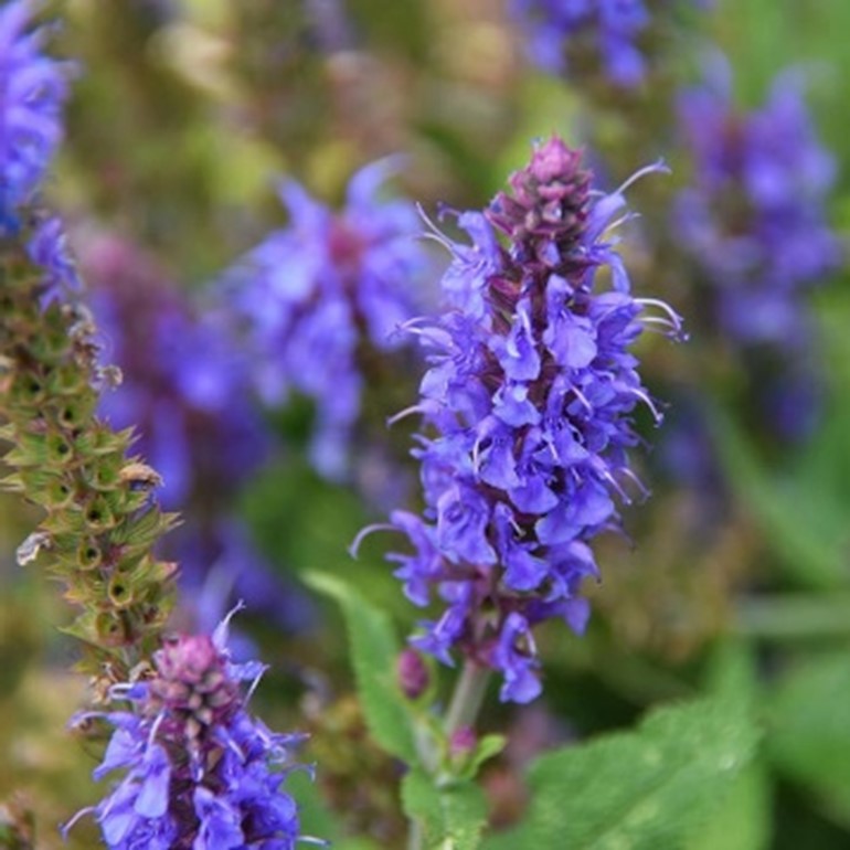 Hyssop