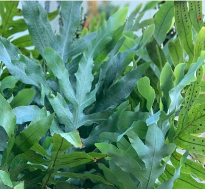 Fern ‘Blue Star’