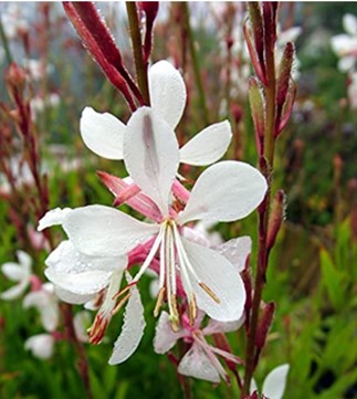 Gaura ‘The Bride’
