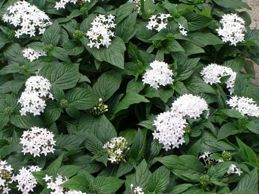Pentas Lucky Star® ‘Graffiti White’