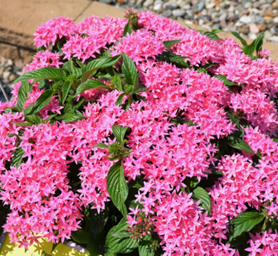 Pentas Lucky Star® Pink
