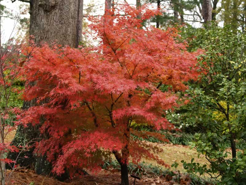 Japanese Maple For Sale Texas at Jasmine Thornber blog