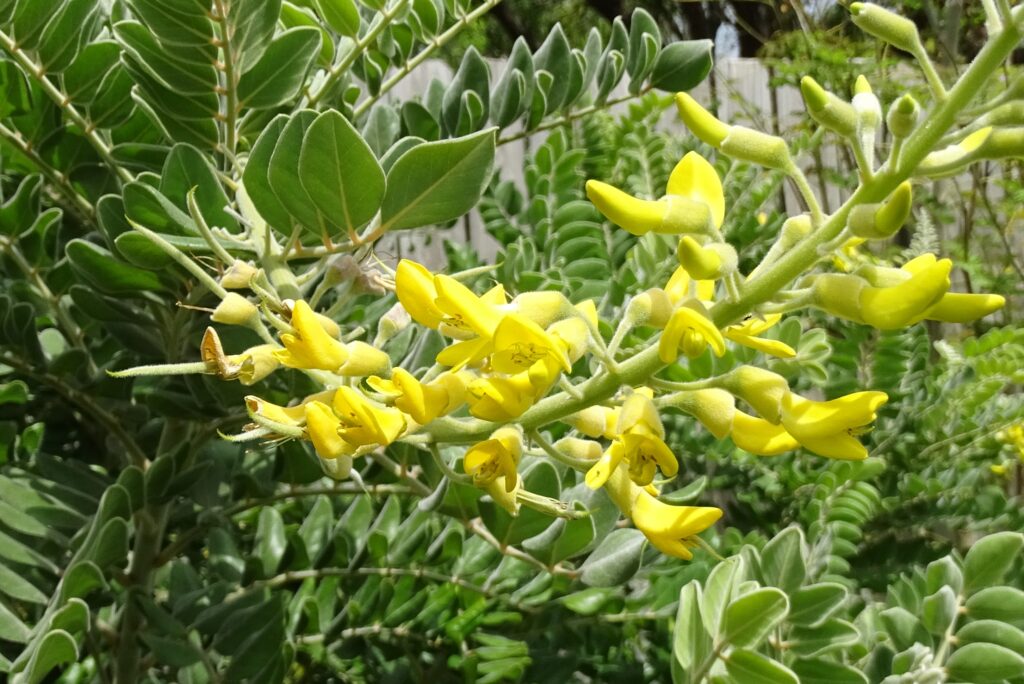 2023 Sep 02 Come One, Come All Sept. 9, 2023 - Victoria County Master ...